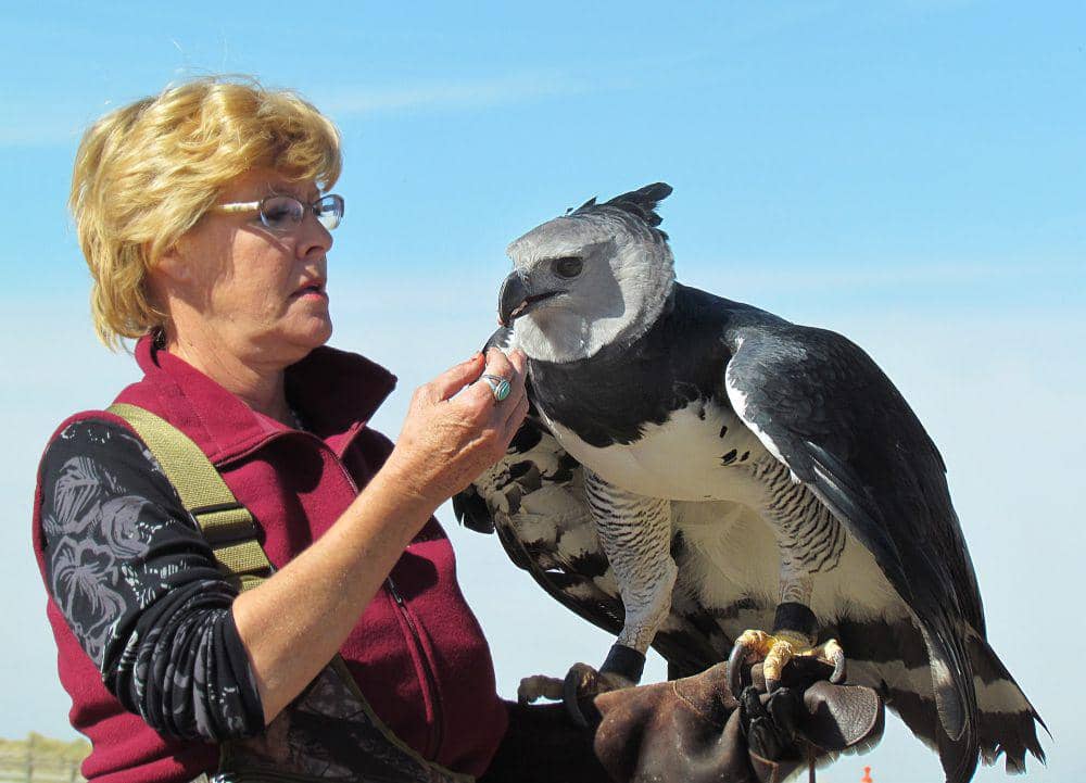 7 Fakta Elang Harpy, Burung Pemangsa Terkuat dan Terbesar | IDN Times