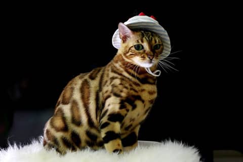 5 Jenis Kucing Oyen yang Bisa Kamu Pelihara | IDN Times
