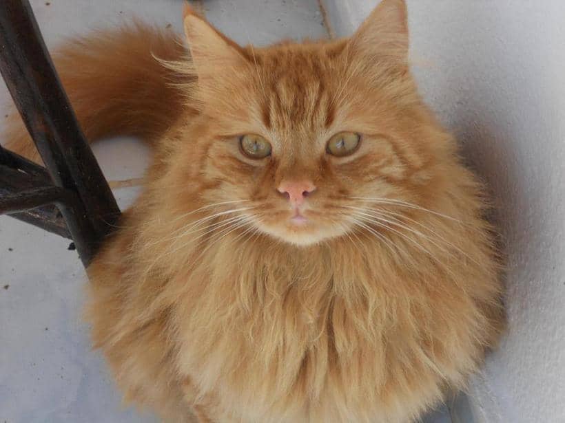 5 Jenis Kucing Oyen yang Bisa Kamu Pelihara | IDN Times