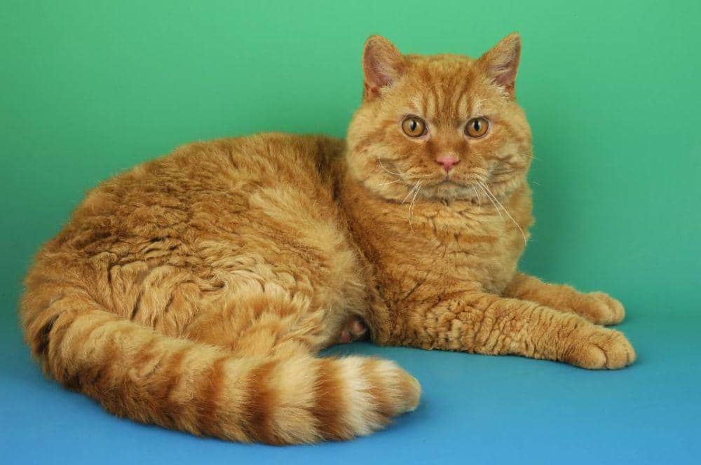 5 Jenis Kucing Oyen yang Bisa Kamu Pelihara | IDN Times