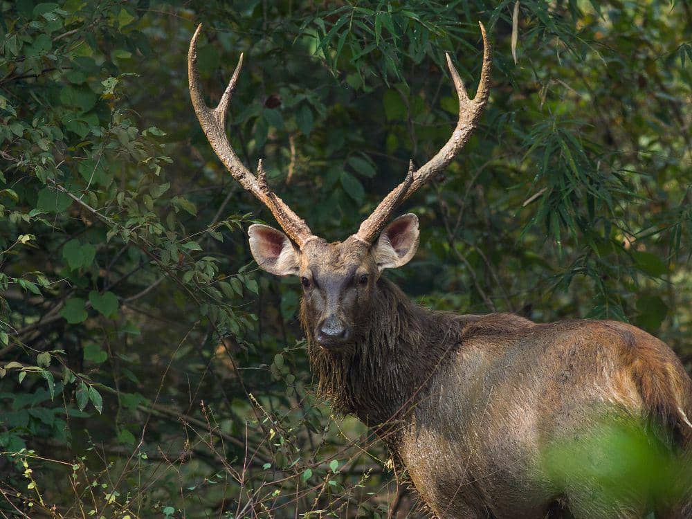 Fakta Unik Rusa Sambar, Punya Tanda Khusus Saat Musim Kawin | IDN Times