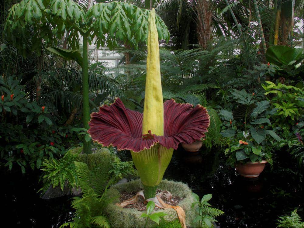 7 Fakta Unik Tentang Bunga Bangkai, Tumbuhan Paling Bau di D | IDN Times