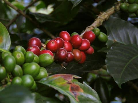 Mengenal Teh Cascara dari Kulit Buah Kopi | IDN Times