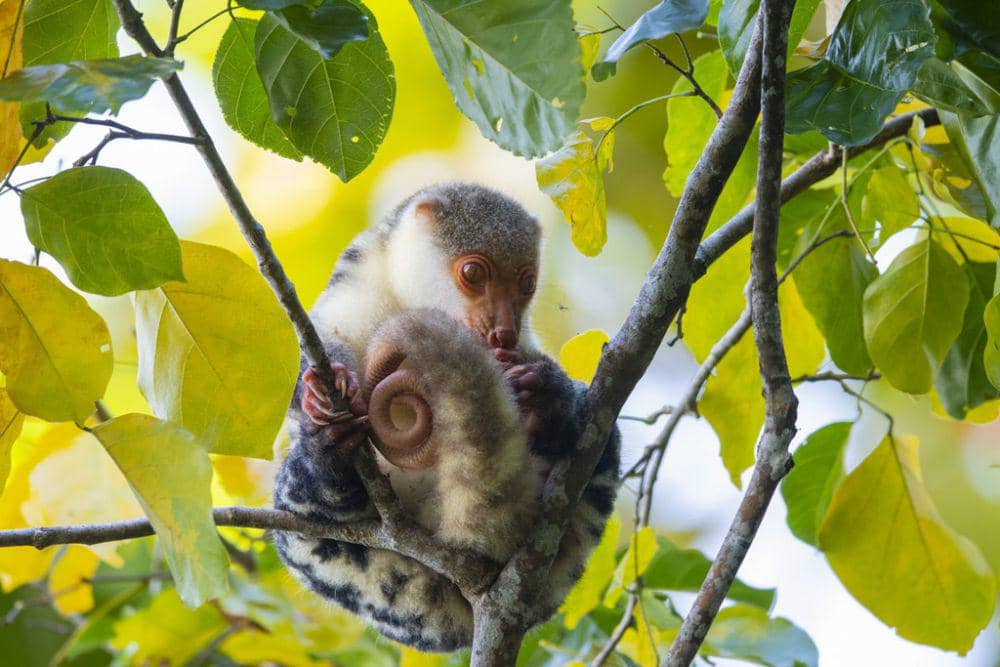 5 Spesies Kuskus Endemik Indonesia yang Terancam Punah, Apa | IDN Times