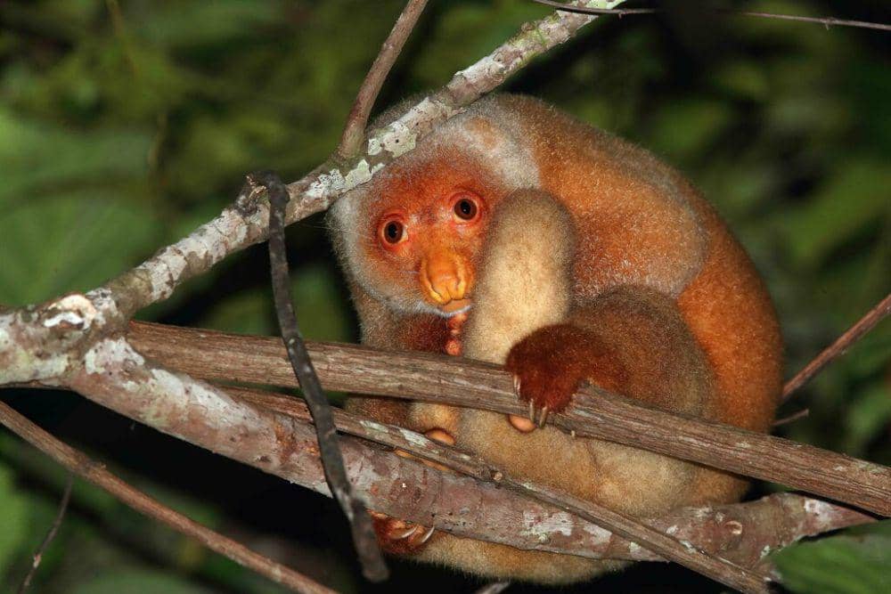 5 Spesies Kuskus Endemik Indonesia yang Terancam Punah, Apa | IDN Times