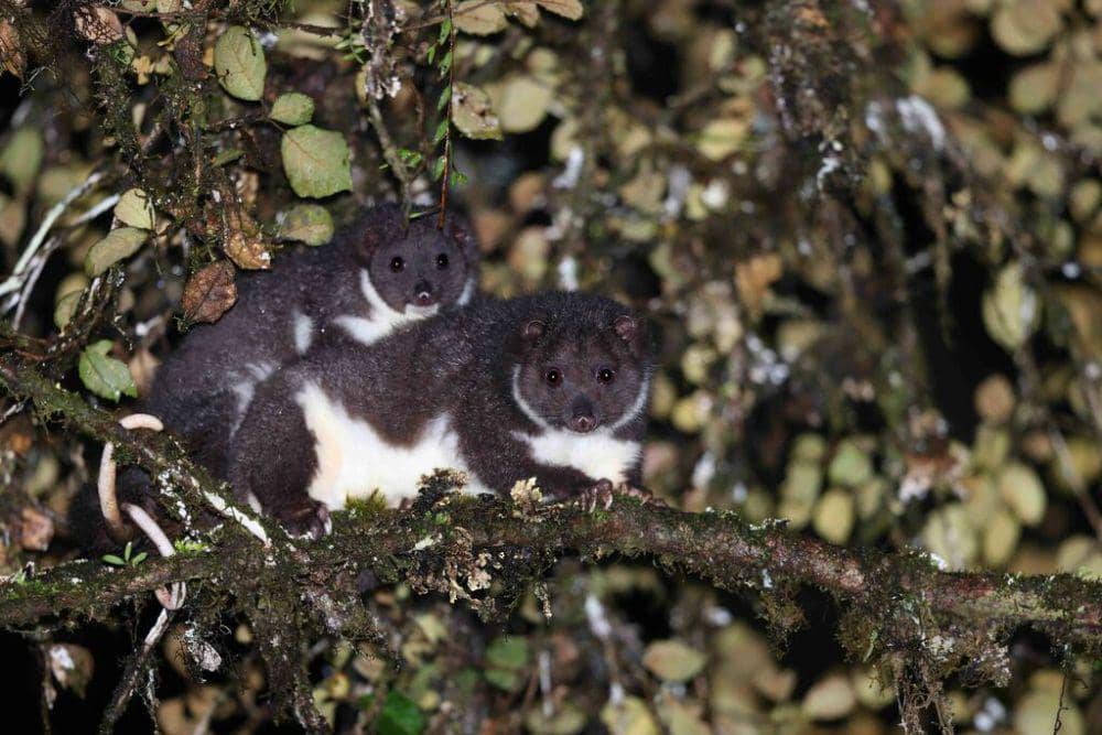 5 Spesies Kuskus Endemik Indonesia yang Terancam Punah, Apa | IDN Times