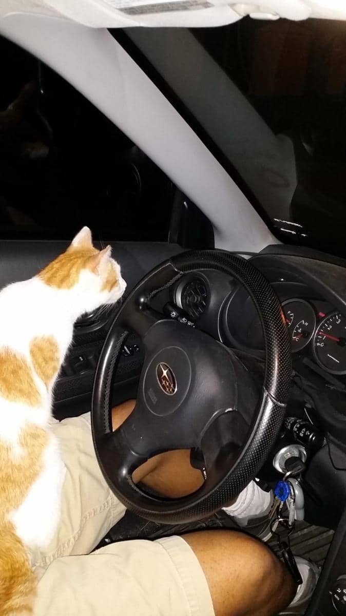 9 Momen Gemas Kucing Lagi di Mobil, Mulai dari Mager | IDN Times