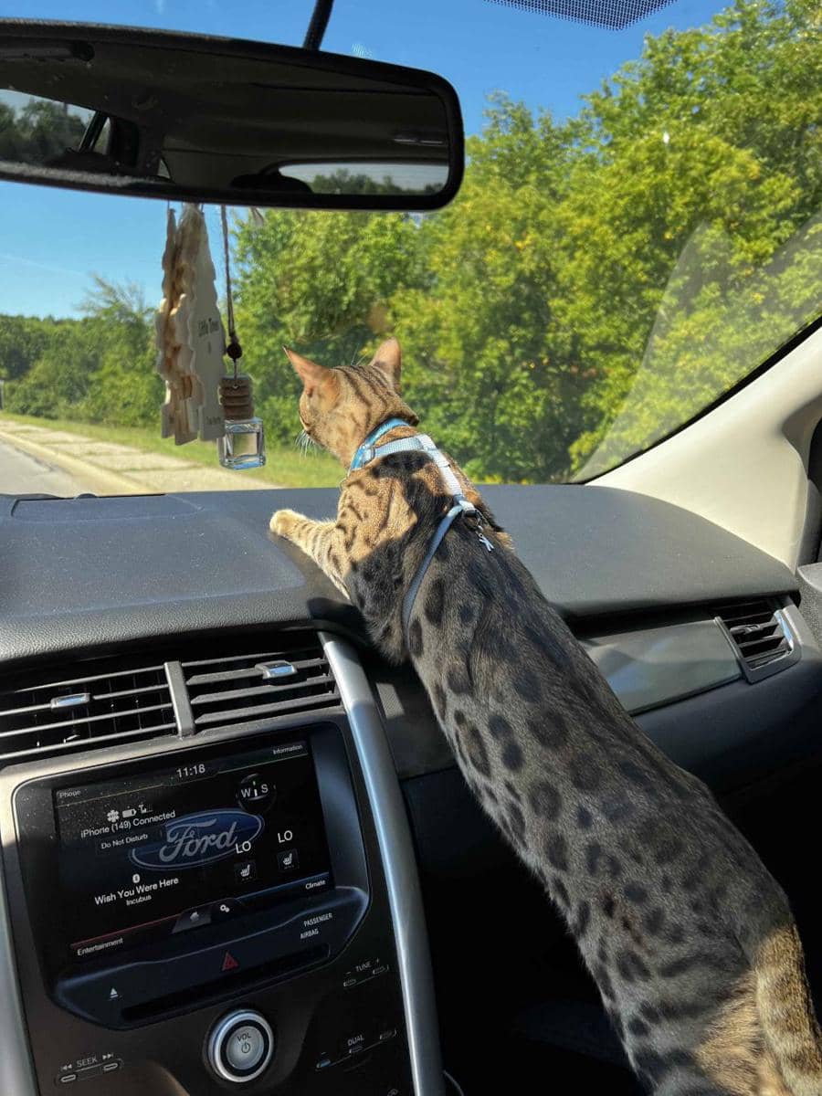 9 Momen Gemas Kucing Lagi di Mobil, Mulai dari Mager | IDN Times