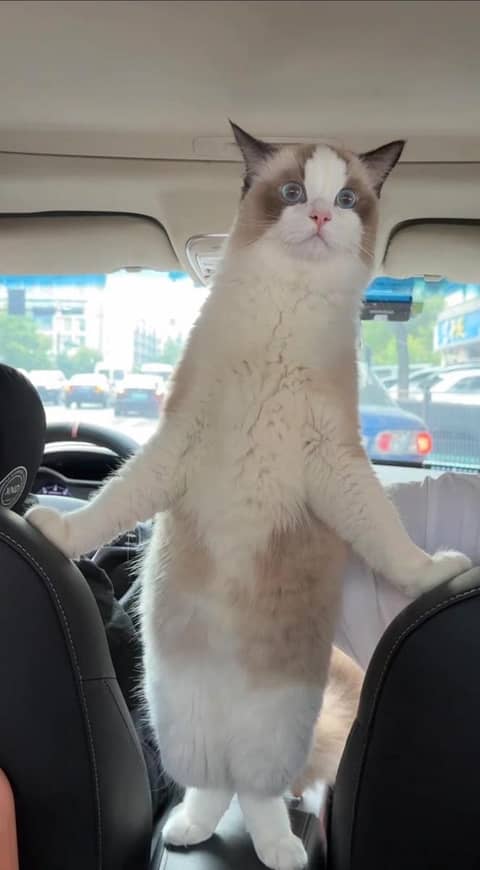 9 Momen Gemas Kucing Lagi di Mobil, Mulai dari Mager | IDN Times