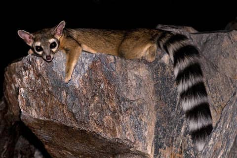 6 Fakta Menarik Ringtail, Dijuluki Sebagai Kucing Penambang! | IDN Times