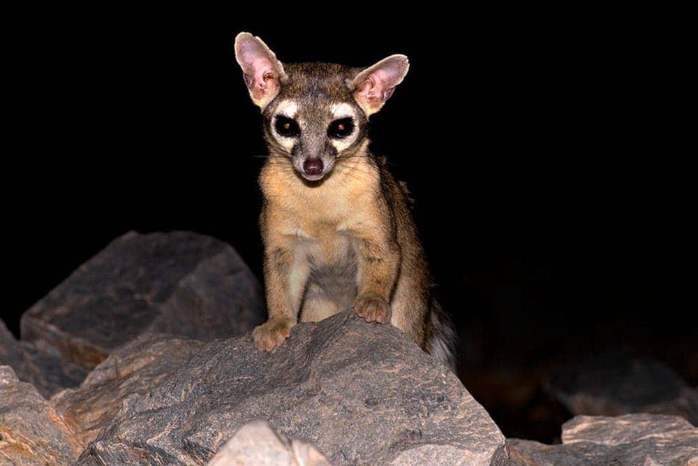 6 Fakta Menarik Ringtail, Dijuluki Sebagai Kucing Penambang! | IDN Times