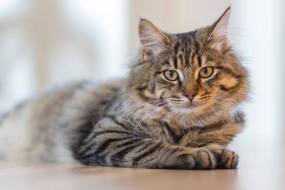 4 Tips Ampuh Mengatasi Kucing yang Sedang Birahi agar Tenang | IDN Times