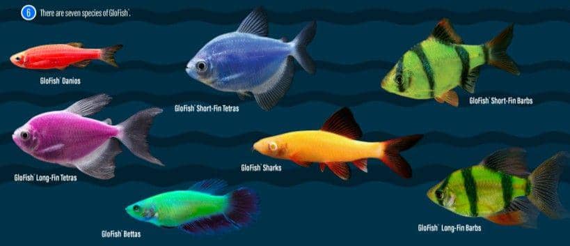 Mengenal Ikan Glofish, si Cantik yang Menyala dalam Gelap | IDN Times