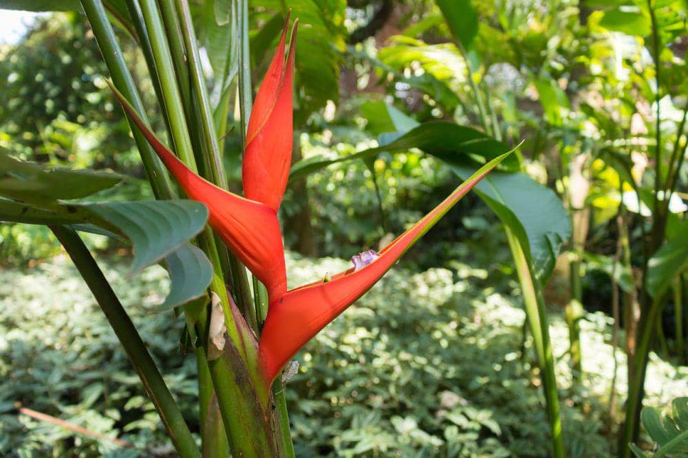 8 Jenis Heliconia, Tanaman Pisang-pisangan yang Populer | IDN Times