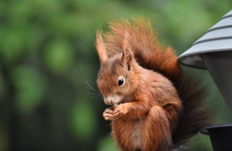 7 Fakta Unik Bajing Merah, Hewan yang Pelupa! | IDN Times