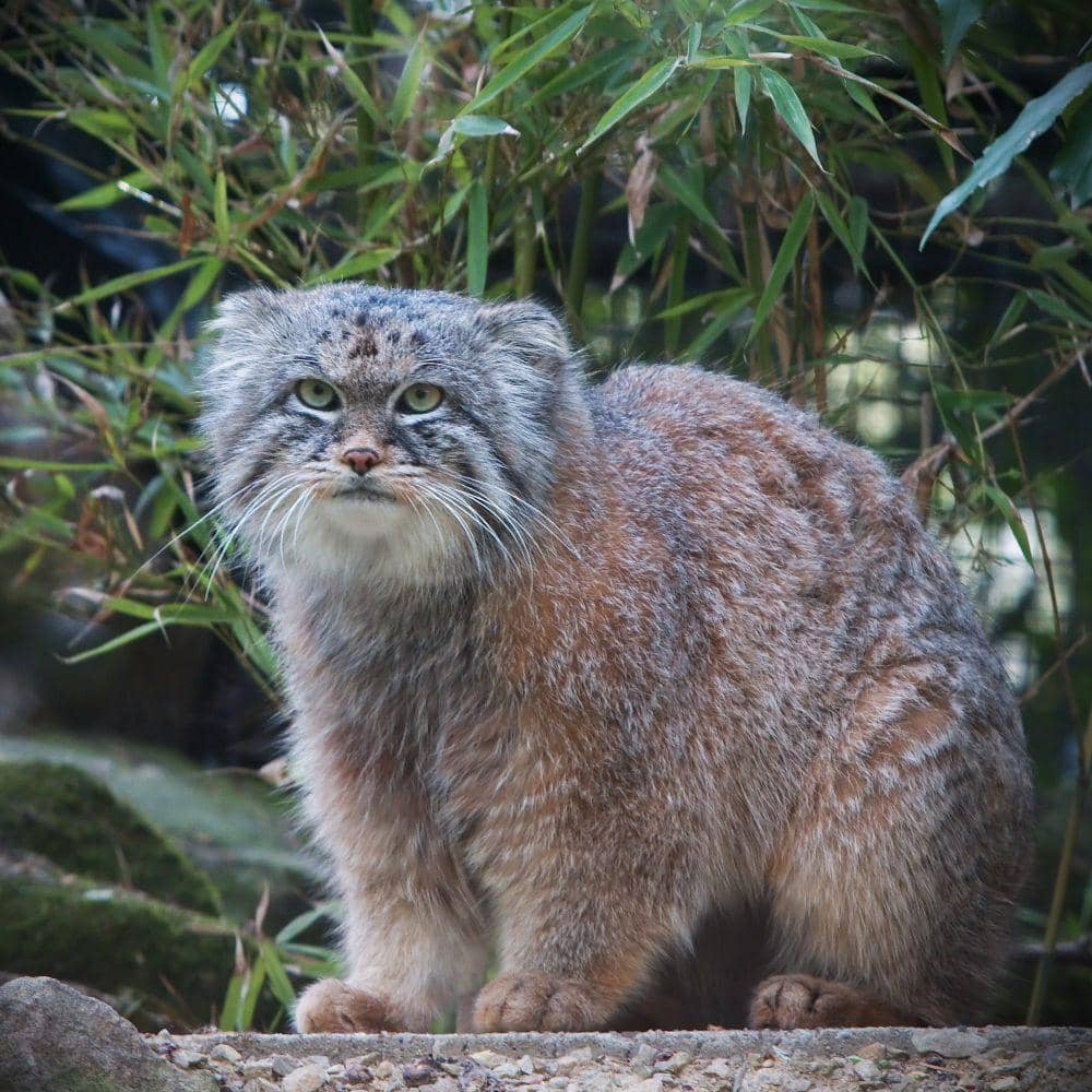 8 Fakta Kucing Pallas, Pernah Dianggap Leluhur Kucing Persia | IDN Times
