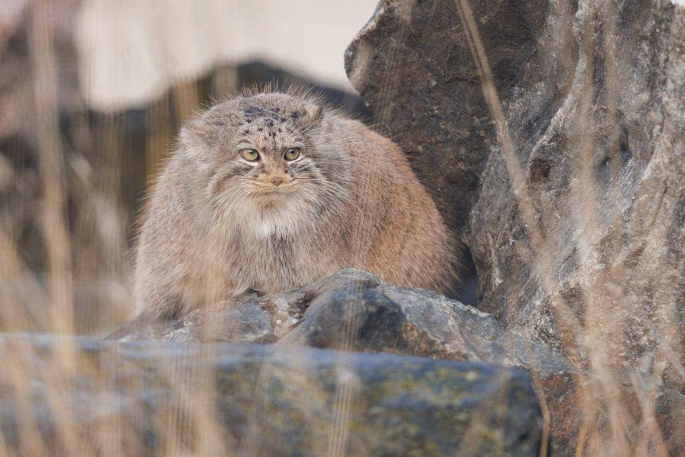 8 Fakta Kucing Pallas, Pernah Dianggap Leluhur Kucing Persia | IDN Times
