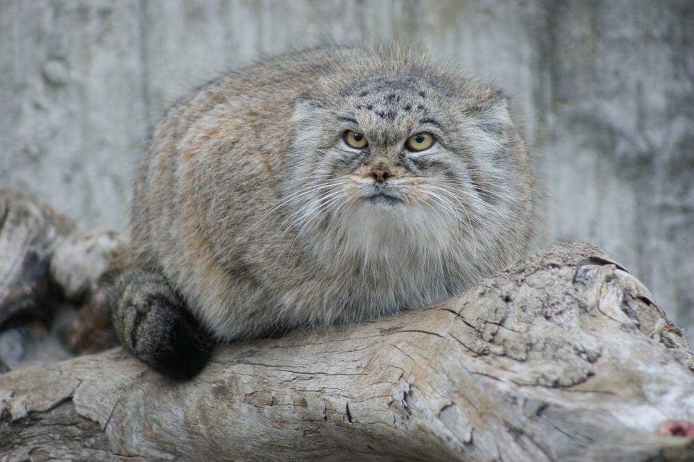 8 Fakta Kucing Pallas, Pernah Dianggap Leluhur Kucing Persia | IDN Times