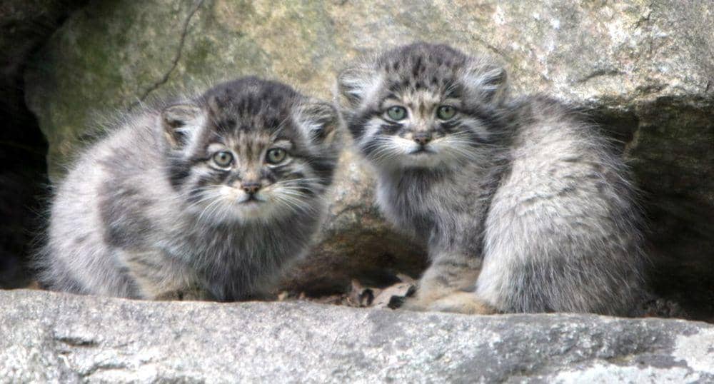 8 Fakta Kucing Pallas, Pernah Dianggap Leluhur Kucing Persia | IDN Times