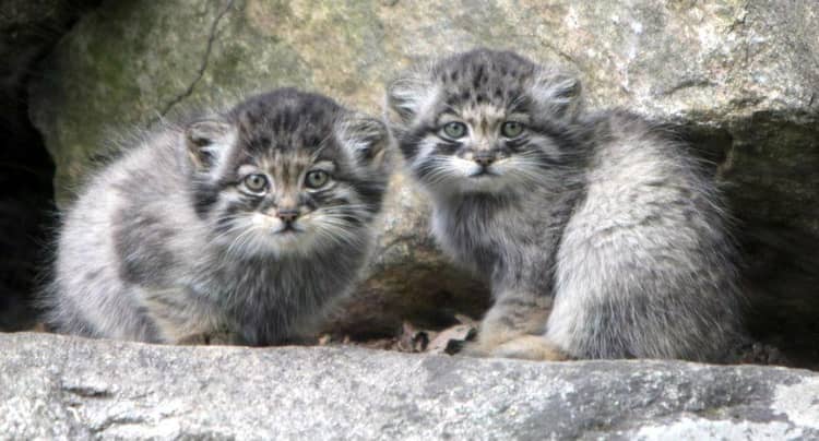 8 Fakta Kucing Pallas, Pernah Dianggap Leluhur Kucing Persia | IDN Times