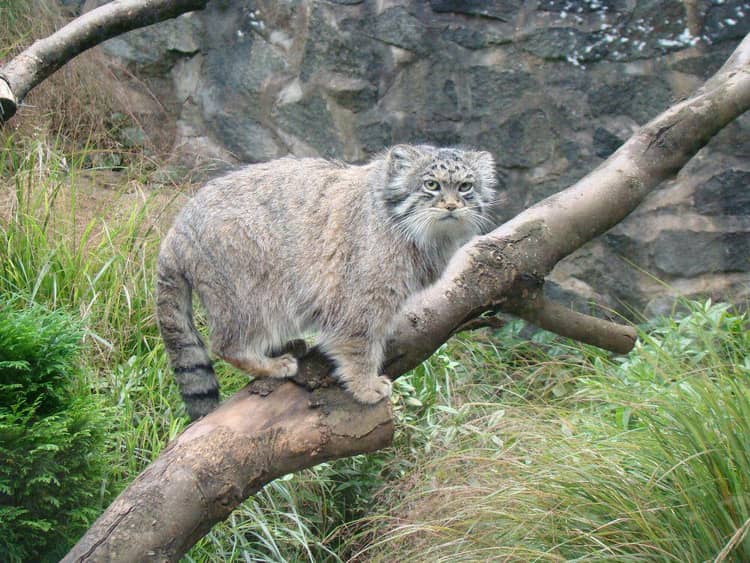 8 Fakta Kucing Pallas, Pernah Dianggap Leluhur Kucing Persia | IDN Times