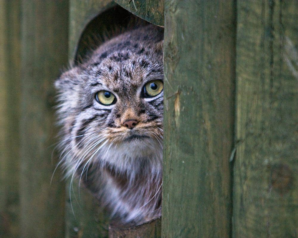 8 Fakta Kucing Pallas, Pernah Dianggap Leluhur Kucing Persia | IDN Times