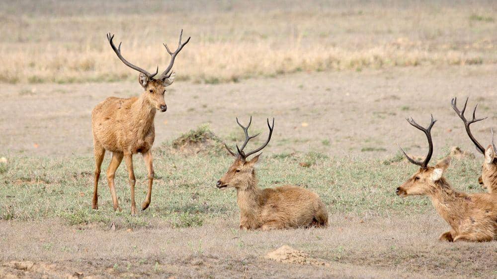 7 Fakta Unik Barasingha, Hidup dalam Kawanan Besar! | IDN Times