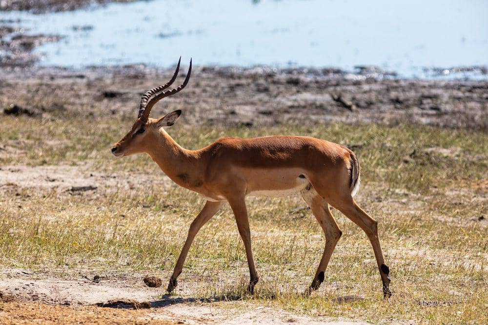 7 Fakta Menarik Impala, Pelari dan Pelompat Andal | IDN Times