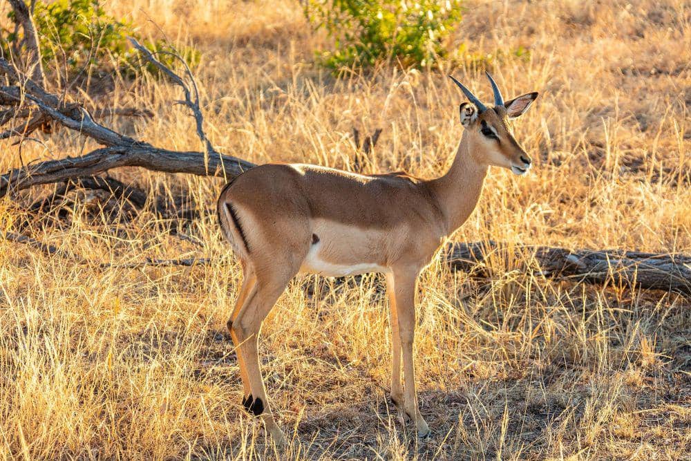 7 Fakta Menarik Impala, Pelari dan Pelompat Andal | IDN Times