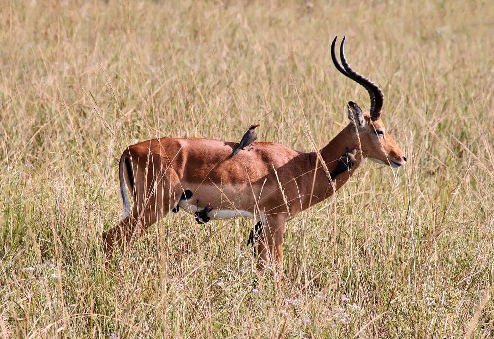 7 Fakta Menarik Impala, Pelari dan Pelompat Andal | IDN Times