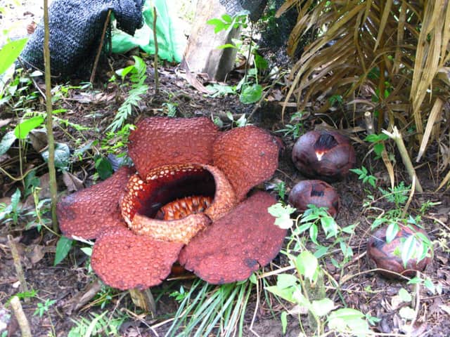 5 Fakta Unik Rafflesia, Bunga Terbesar di Dunia | IDN Times
