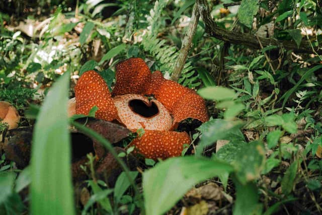 5 Fakta Unik Rafflesia, Bunga Terbesar di Dunia | IDN Times