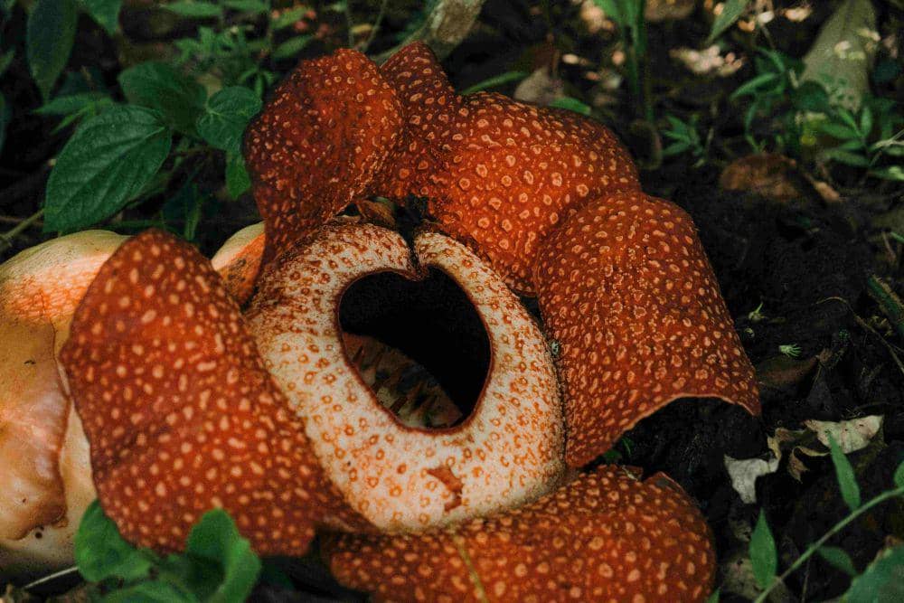 5 Fakta Unik Rafflesia, Bunga Terbesar di Dunia | IDN Times