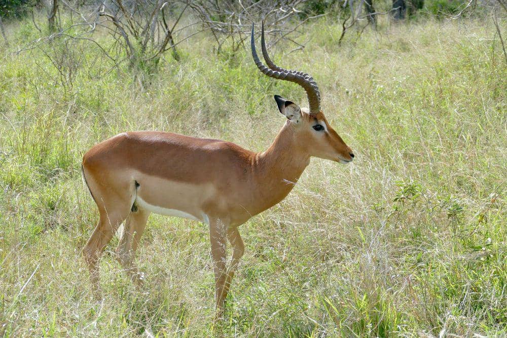 7 Fakta Menarik Impala, Pelari dan Pelompat Andal | IDN Times