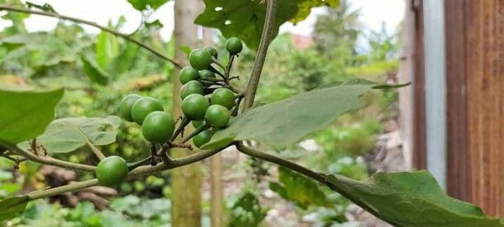 Tanaman Liar namun Berkhasiat, Simak! 5 Fakta Tanaman Pokak | IDN Times