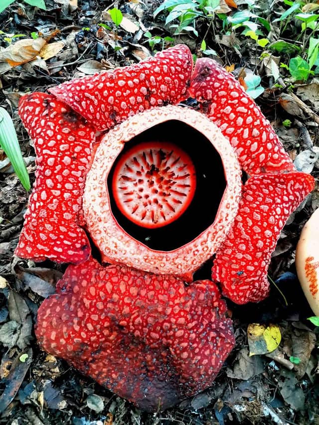 5 Fakta Unik Rafflesia, Bunga Terbesar di Dunia | IDN Times