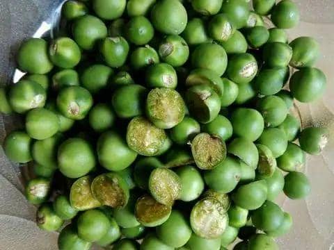 Tanaman Liar namun Berkhasiat, Simak! 5 Fakta Tanaman Pokak | IDN Times