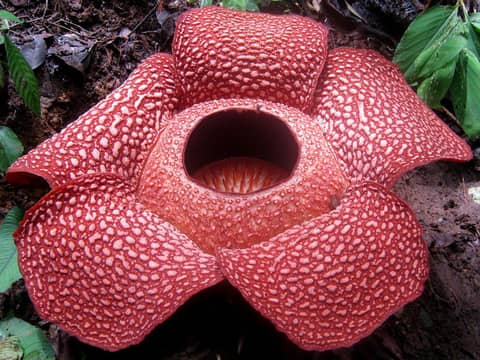 5 Fakta Unik Rafflesia, Bunga Terbesar di Dunia | IDN Times