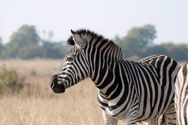 Fakta Unik Zebra | IDN Times
