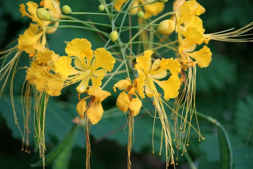 Fakta Menarik Pohon Flamboyan, Si Cantik Penghias Jalan | IDN Times Jogja