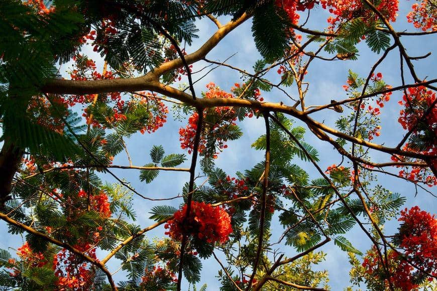 Fakta Menarik Pohon Flamboyan, Si Cantik Penghias Jalan | IDN Times Jogja