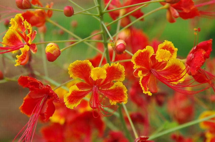 Fakta Menarik Pohon Flamboyan, Si Cantik Penghias Jalan | IDN Times Jogja
