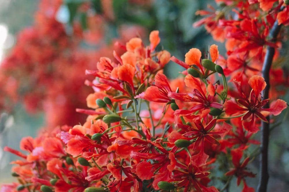 Fakta Menarik Pohon Flamboyan, Si Cantik Penghias Jalan | IDN Times Jogja