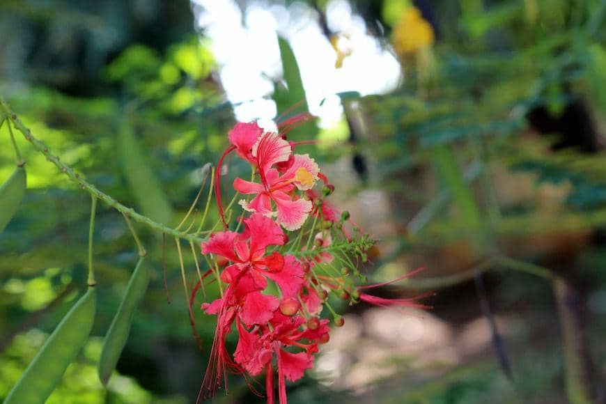 Fakta Menarik Pohon Flamboyan, Si Cantik Penghias Jalan | IDN Times Jogja