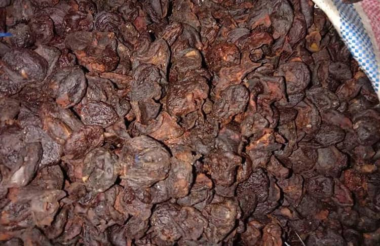Mengenal Asam Kandis dan Kegunaannya dalam Masakan | IDN Times