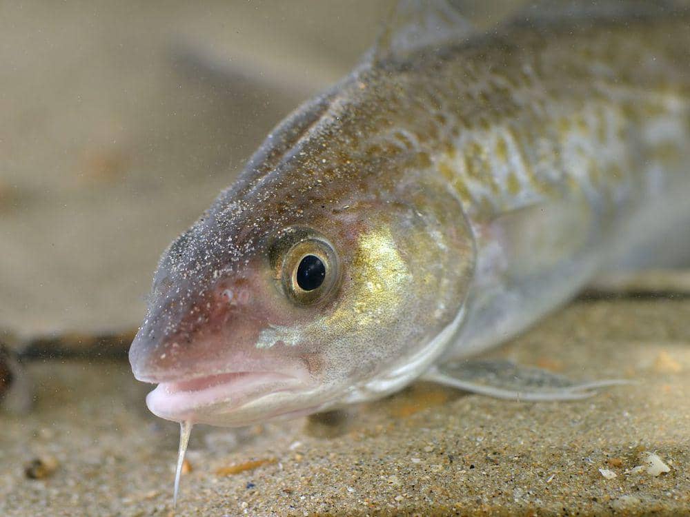 5 Fakta Ikan Kod Atlantik, Ikan Konsumsi yang Mulai Terancam | IDN Times