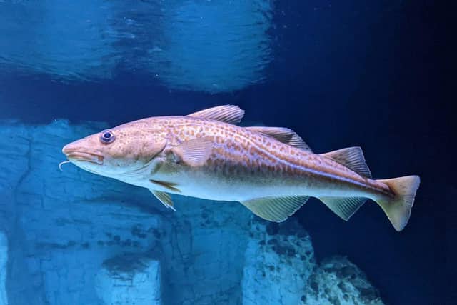 5 Fakta Ikan Kod Atlantik, Ikan Konsumsi yang Mulai Terancam | IDN Times
