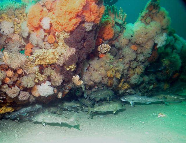 5 Fakta Ikan Kod Atlantik, Ikan Konsumsi yang Mulai Terancam | IDN Times