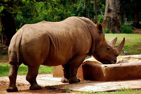 Inilah Perbedaan Setiap Jenis Badak | IDN Times