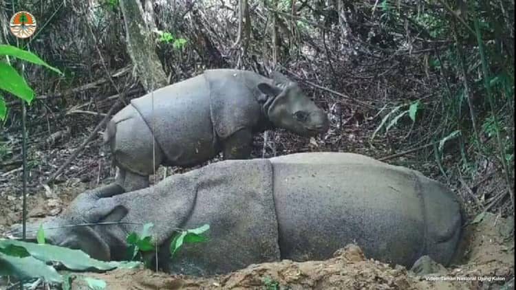 Inilah Perbedaan Setiap Jenis Badak | IDN Times